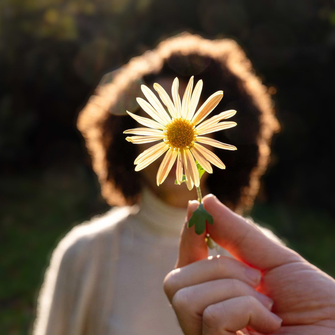 Verzorgingsproducten – Erica